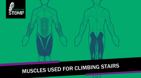 Muscles used for climbing stairs - Stadium Stomp